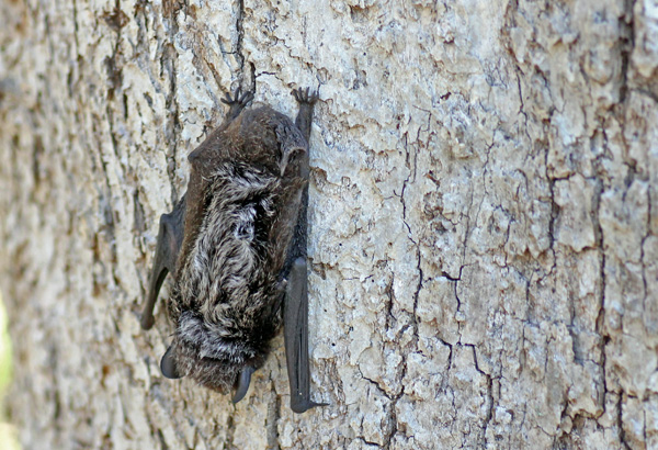 Explore Missouri: Silver-Haired Bat