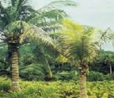Anim Agro Technology: COCONUT CADANG-CADANG VIROID