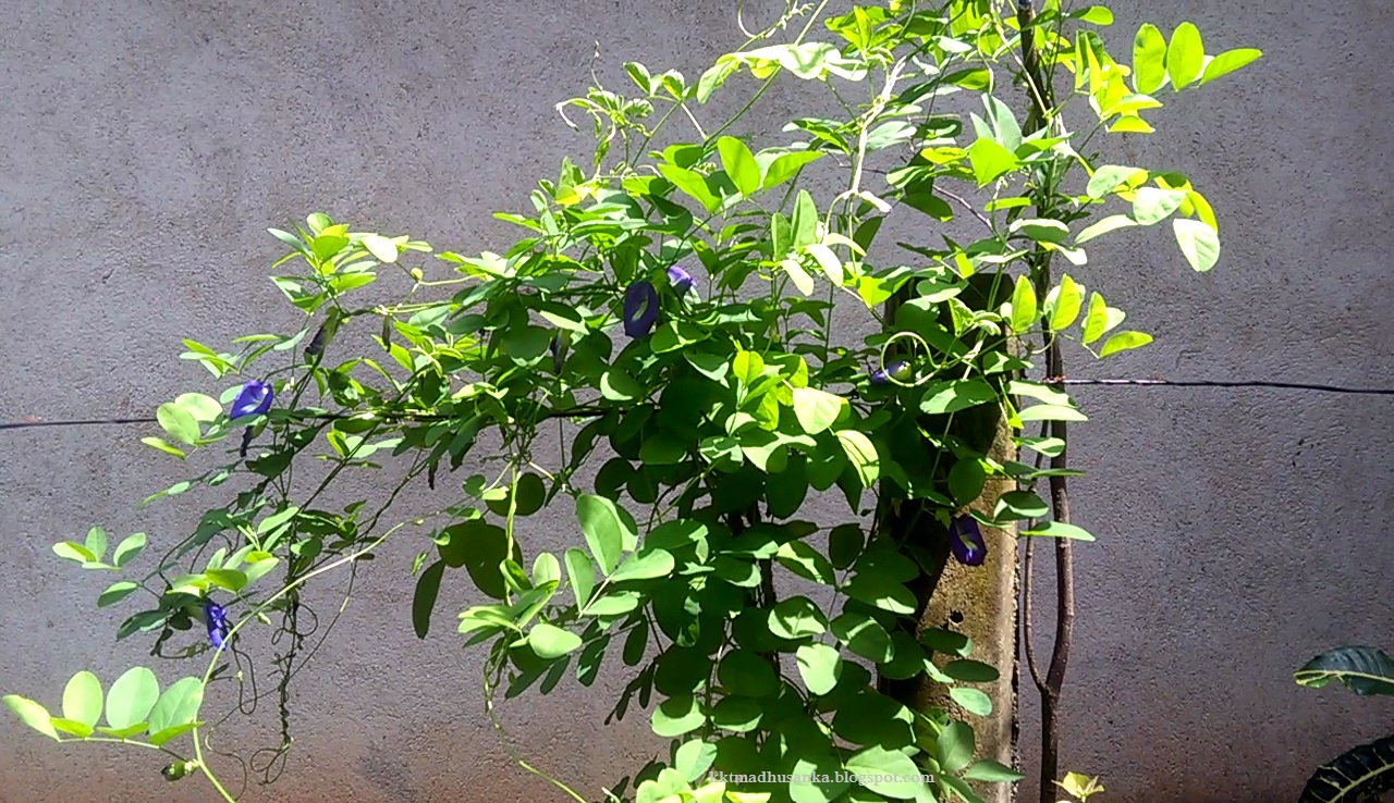 Nil Katarolu Mal Wagawa