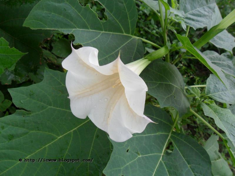 Devil's Trumpet(ধুতুরা ফুল) - Datura metel