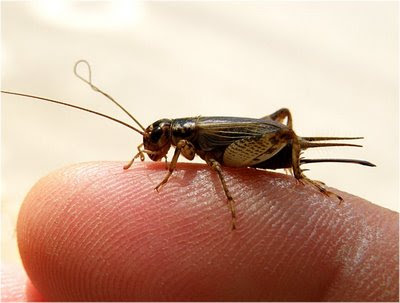 Alta Hora de la Noche: 2012