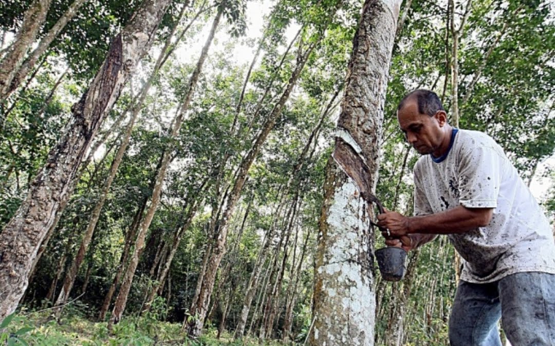 Malaysia bawa masuk penoreh getah dari India dengan upah lebih mahal