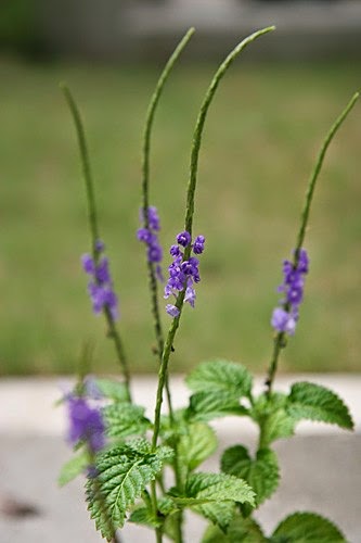 Morfologi Tumbuhan: BUNGA MAJEMUK