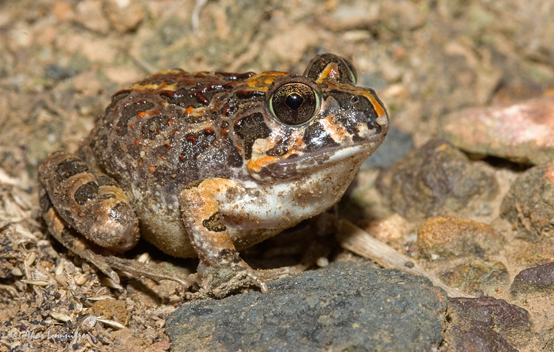 Burrowing Frog | The Wildlife