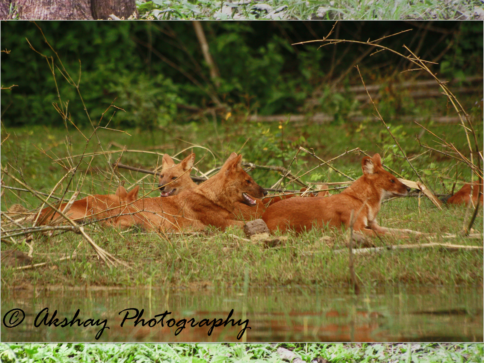 Akshay Manjunath "The Naturalist": Dhole – Indian Wild Dog (Cuon Alpinus)