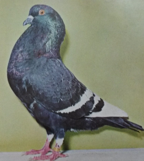 Details Information of Polish Lynx Pigeon - Encyclopedia of Bird Kingdom