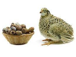 vs channel.com: quail egg benifit for child and oldage, Battai eggs ...