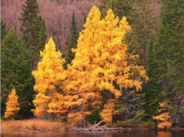 Colonial Bay Cottages Muskoka Canada