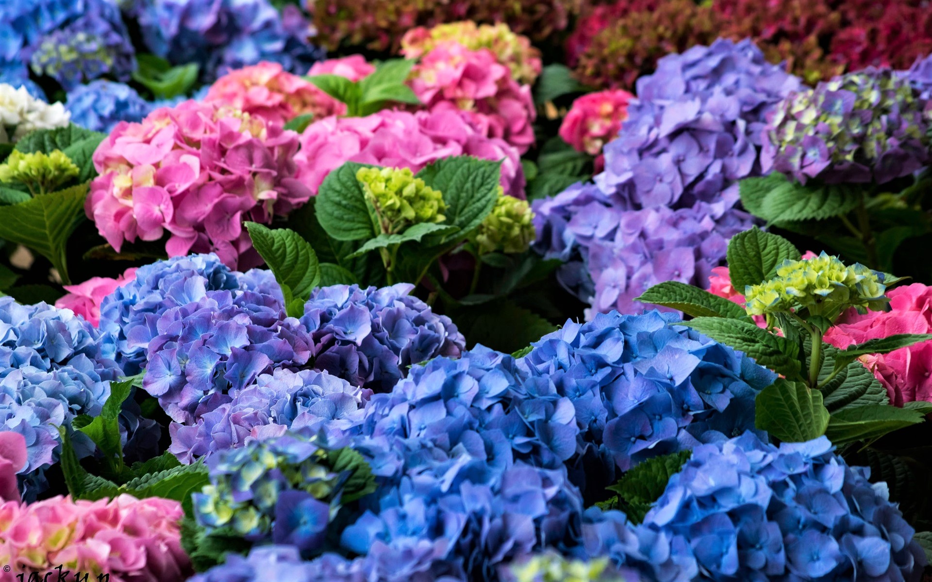 Curious Chemistry Behind Hydrangea Colors!
