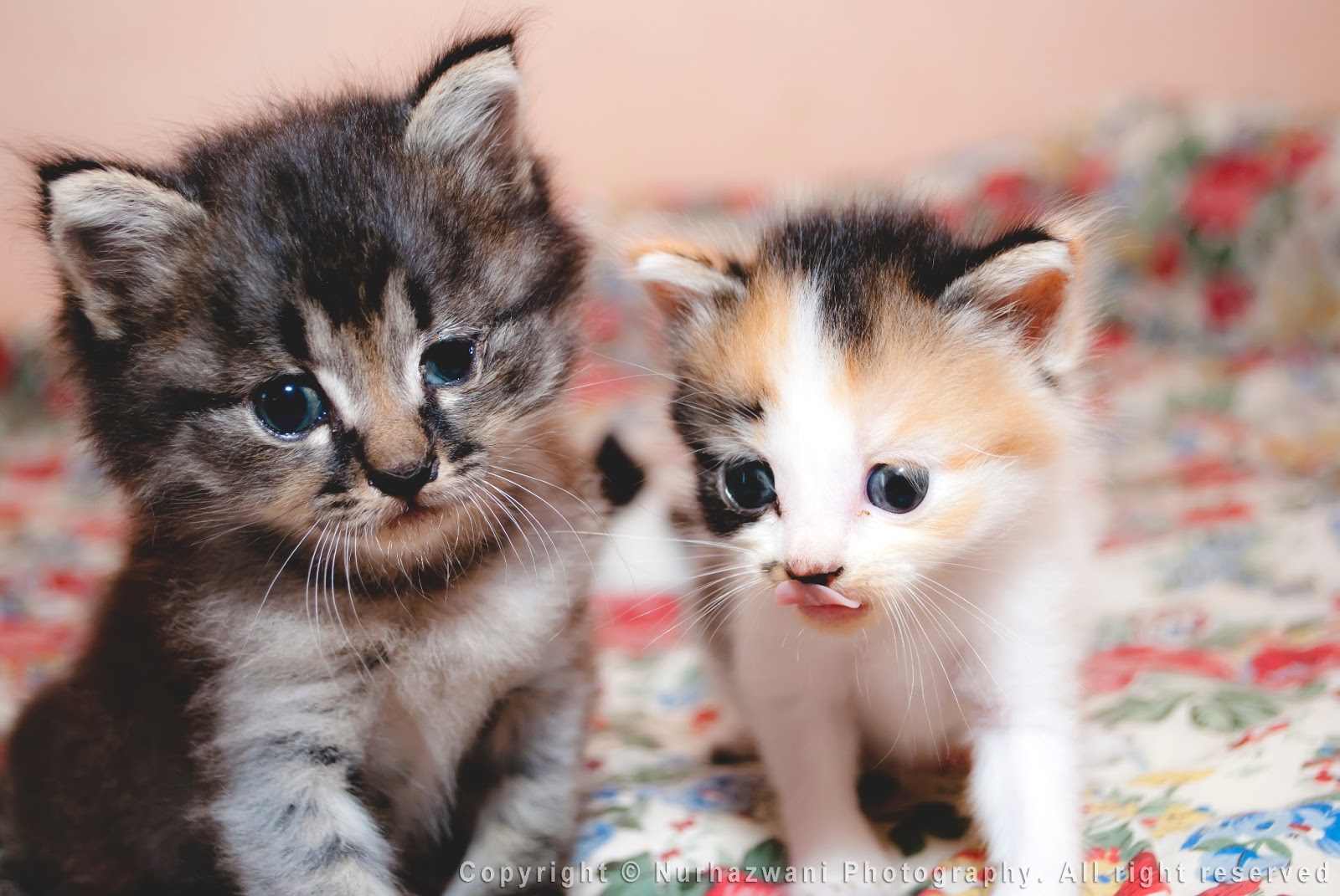 Foto Kucing Tiga Warna Lucu