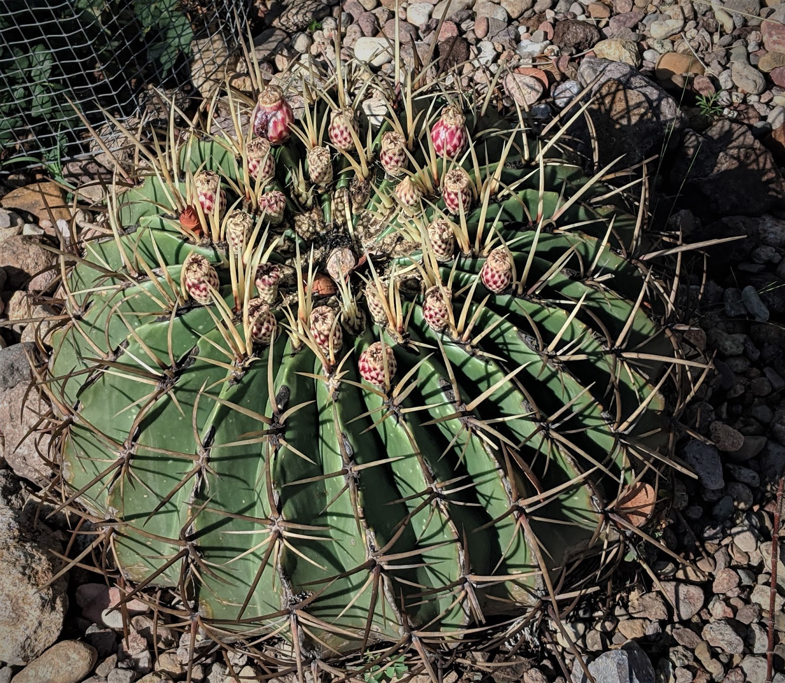 Rains are here. Time to sample the cacti. – El Rancho Santa Clara