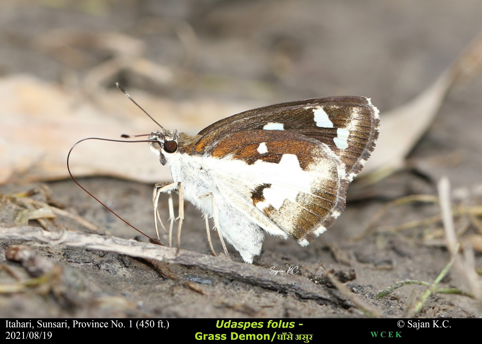 Butterflies of Nepal