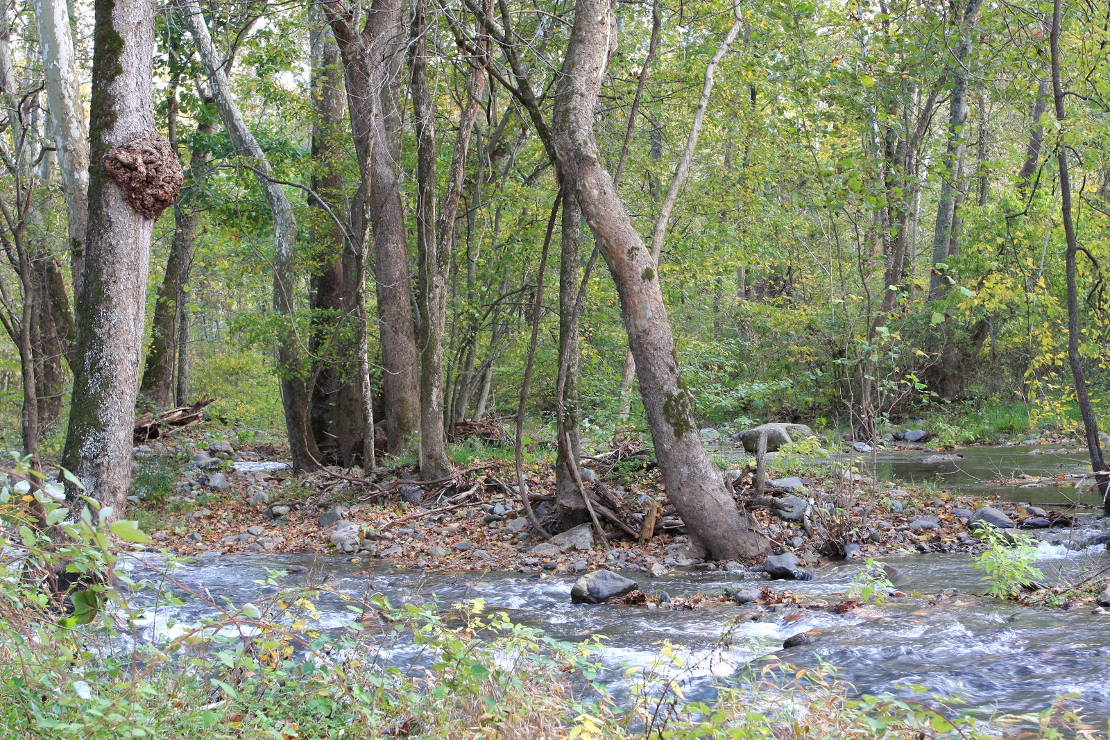 Necessary Forests: Why Forests Matter