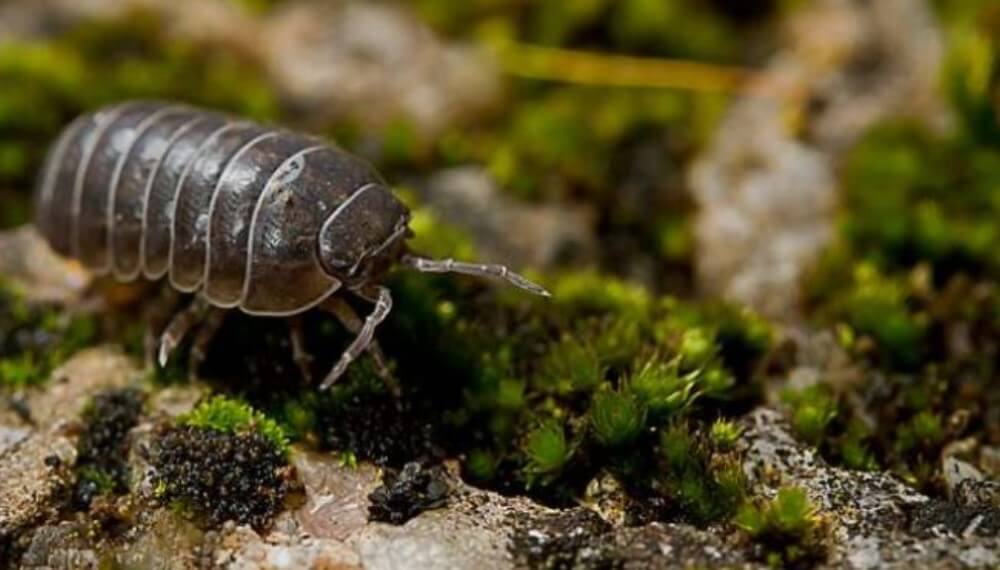 Descubren que el “chanchito de tierra” elimina el plomo, cadmio y ...