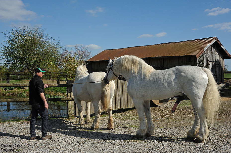 Percheron International: Ingao Monte Au Créneau