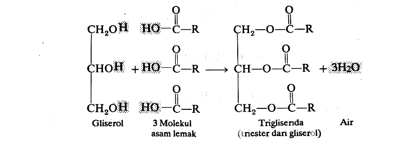 Mengenal Trigliserida Yang Merupakan Ester Dari Asam Lemak dan Gliserol
