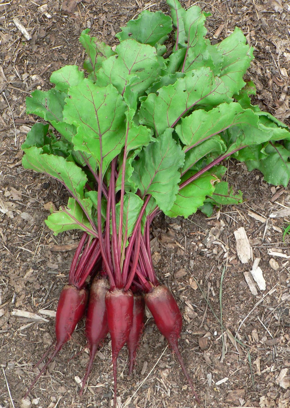 Visit My Garden: Pretty Veggies