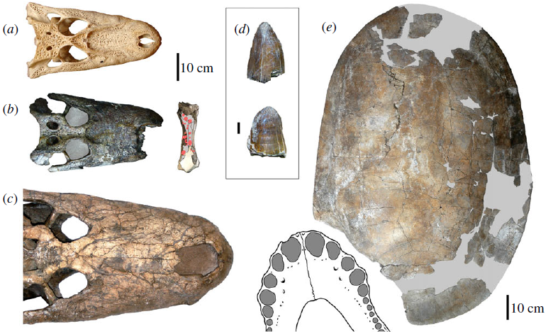 Sciency Thoughts: Bite marks on the tibia of a Giant Sloth from the ...