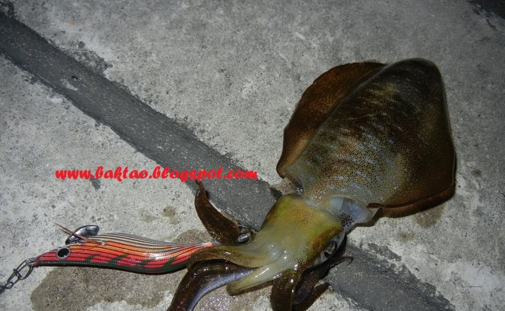 Eging and Surfcast Fishing At Labrador Park