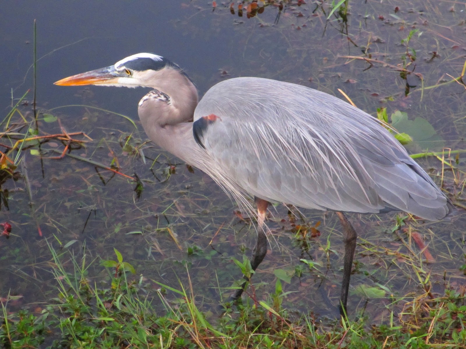 Cannundrums: Great Blue Heron