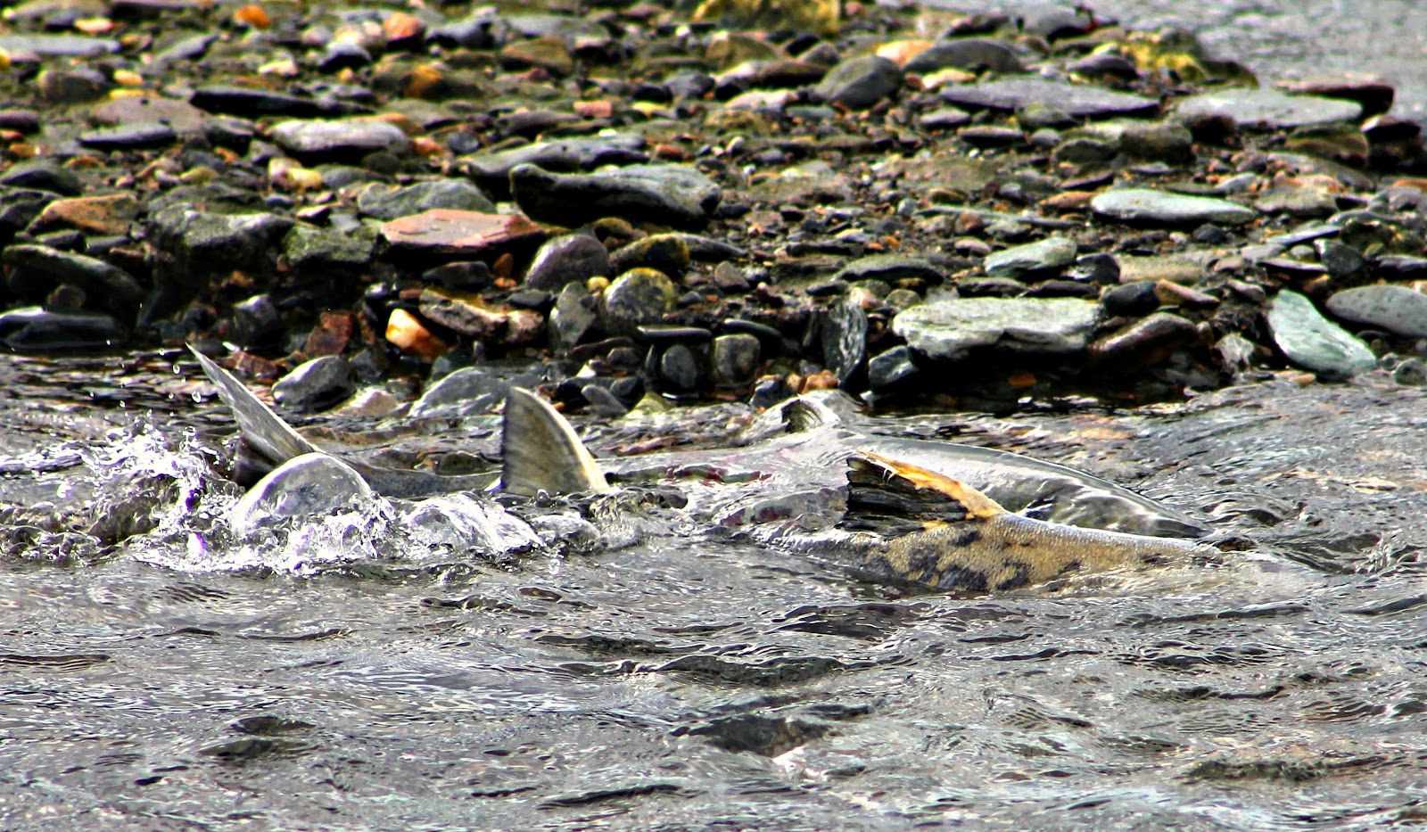 Sandra's Alaska Photography: July 28, 2012: Chum Spawning in Salmon ...