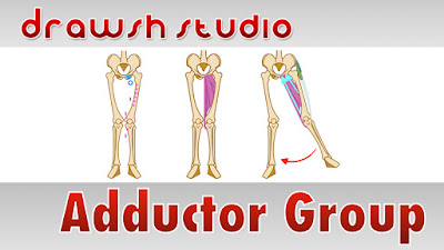 Drawsh: The Adductor Group