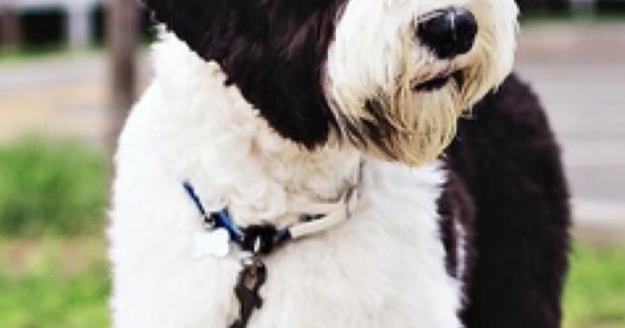 Giant Sheepadoodle Personality