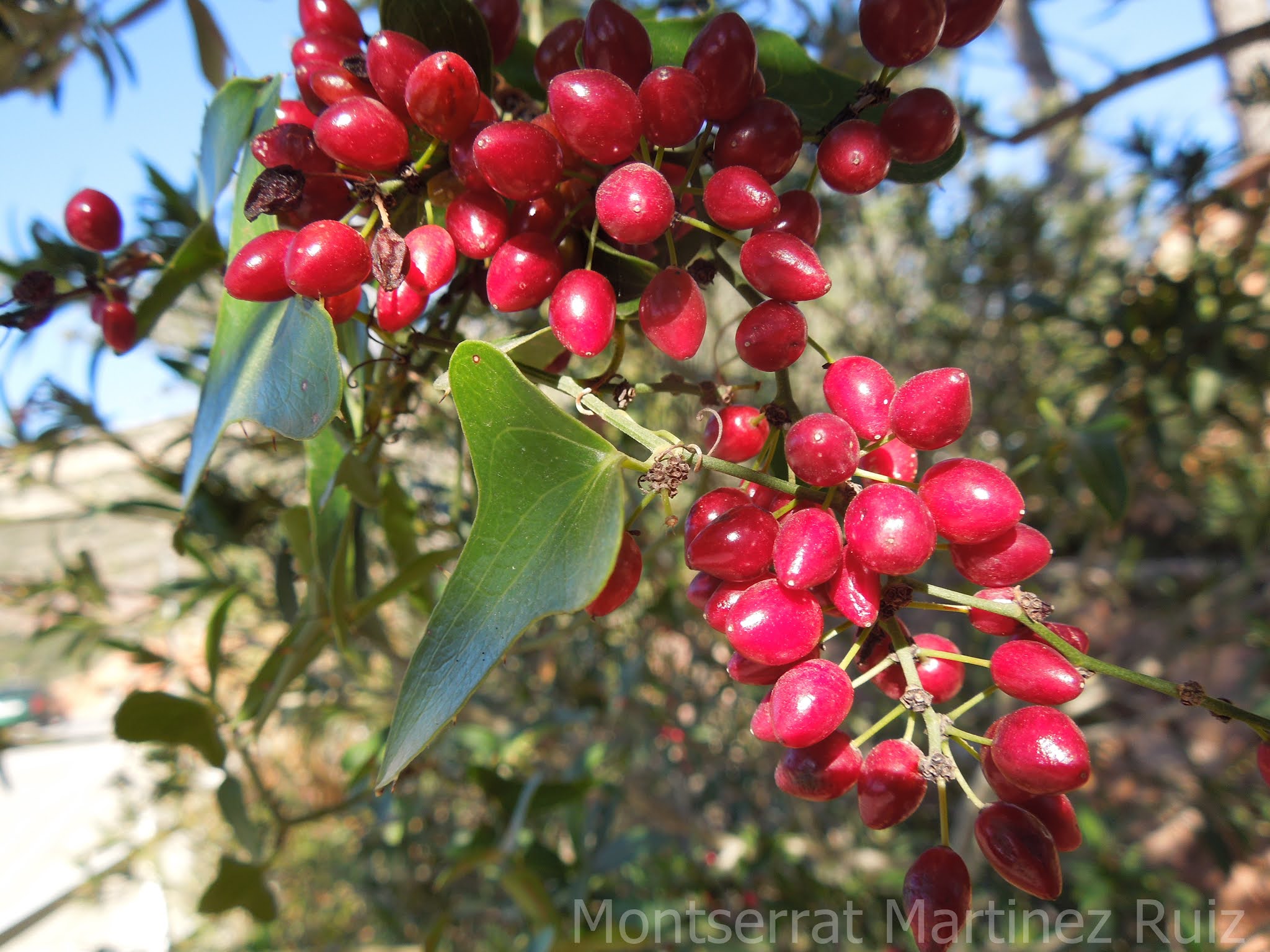SMILAX ASPERA, la ZARZAPARRILLA - BOTÀNIC SERRAT