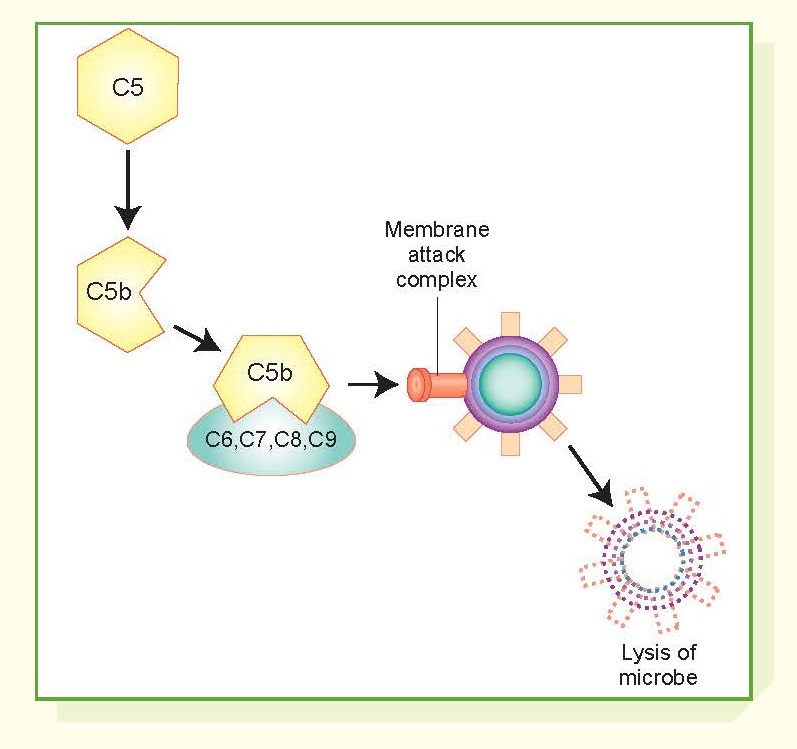 The Complement System - pediagenosis