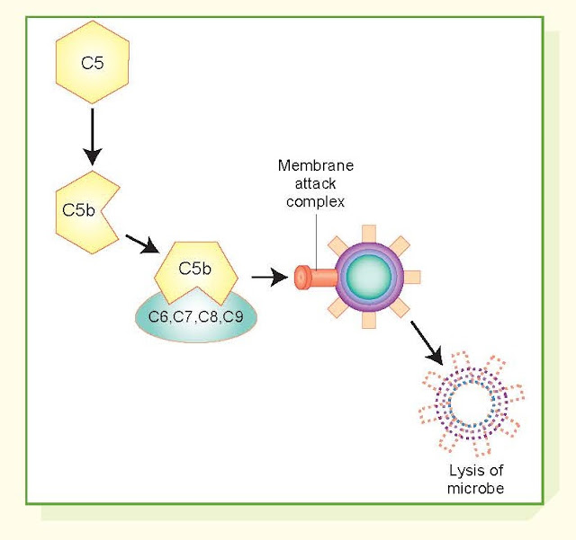 The Complement System - pediagenosis
