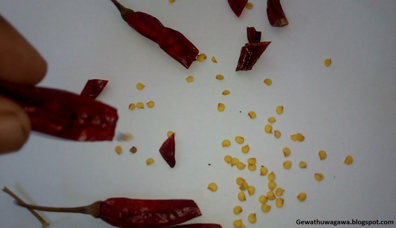 Organic Chilli Cultivation