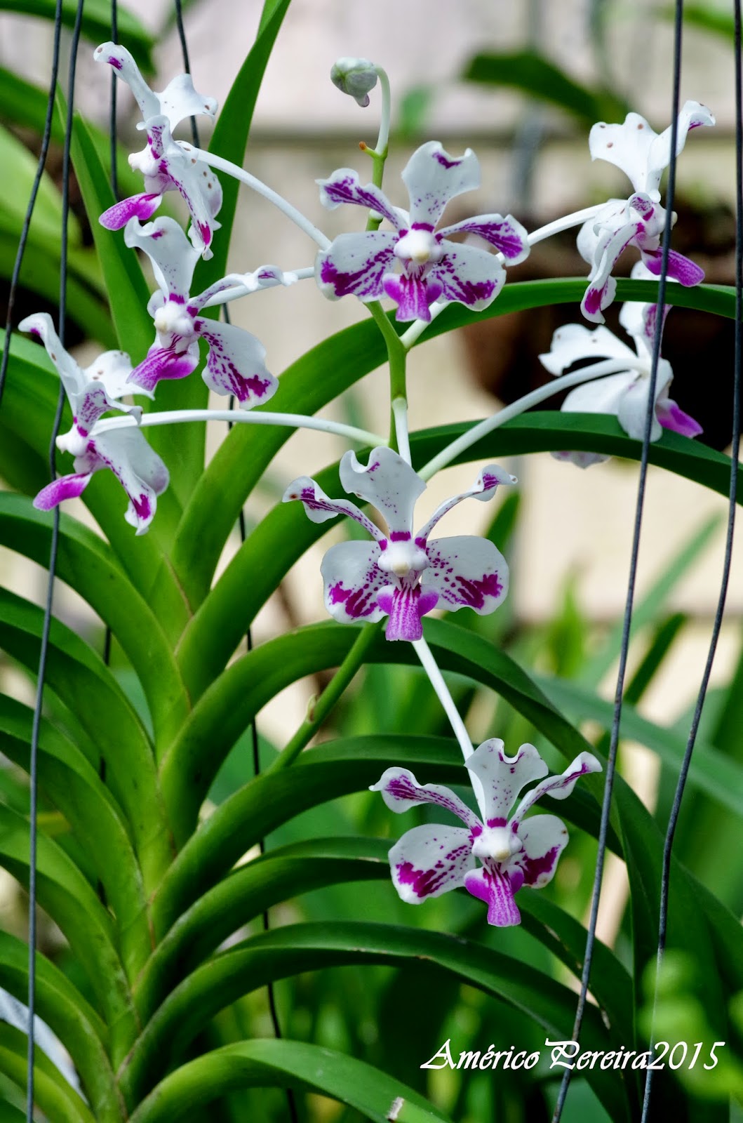 Orquídeas soltas: Vanda luzonica