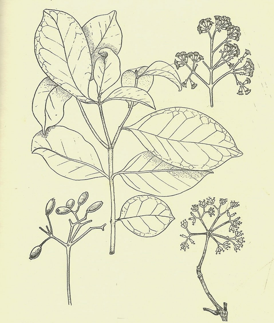 Flora de Puerto Rico Ilustrada Papo Vives: NYCTAGINACEAE- GUAPIRA ...