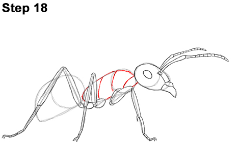 Cara Menggambar Semut Daftar Lengkap - Menggambar Hewan dan Tumbuhan ...
