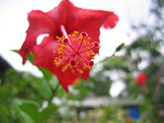 Shoe Flower (Jasood)(Hibiscus Flower)