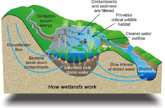 UPSC Civil Services Exam: National Wetland Conservation Programme (NWCP ...