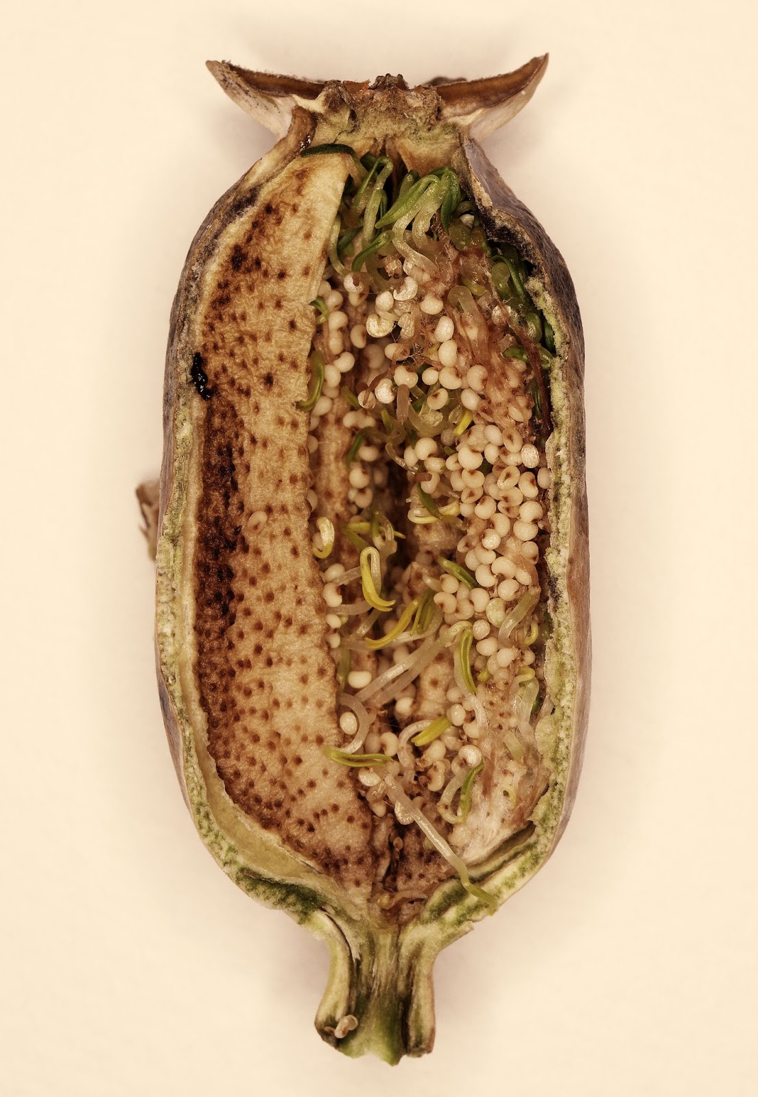 KYKEON PLANTS: POPPY PEST AND DISEASES