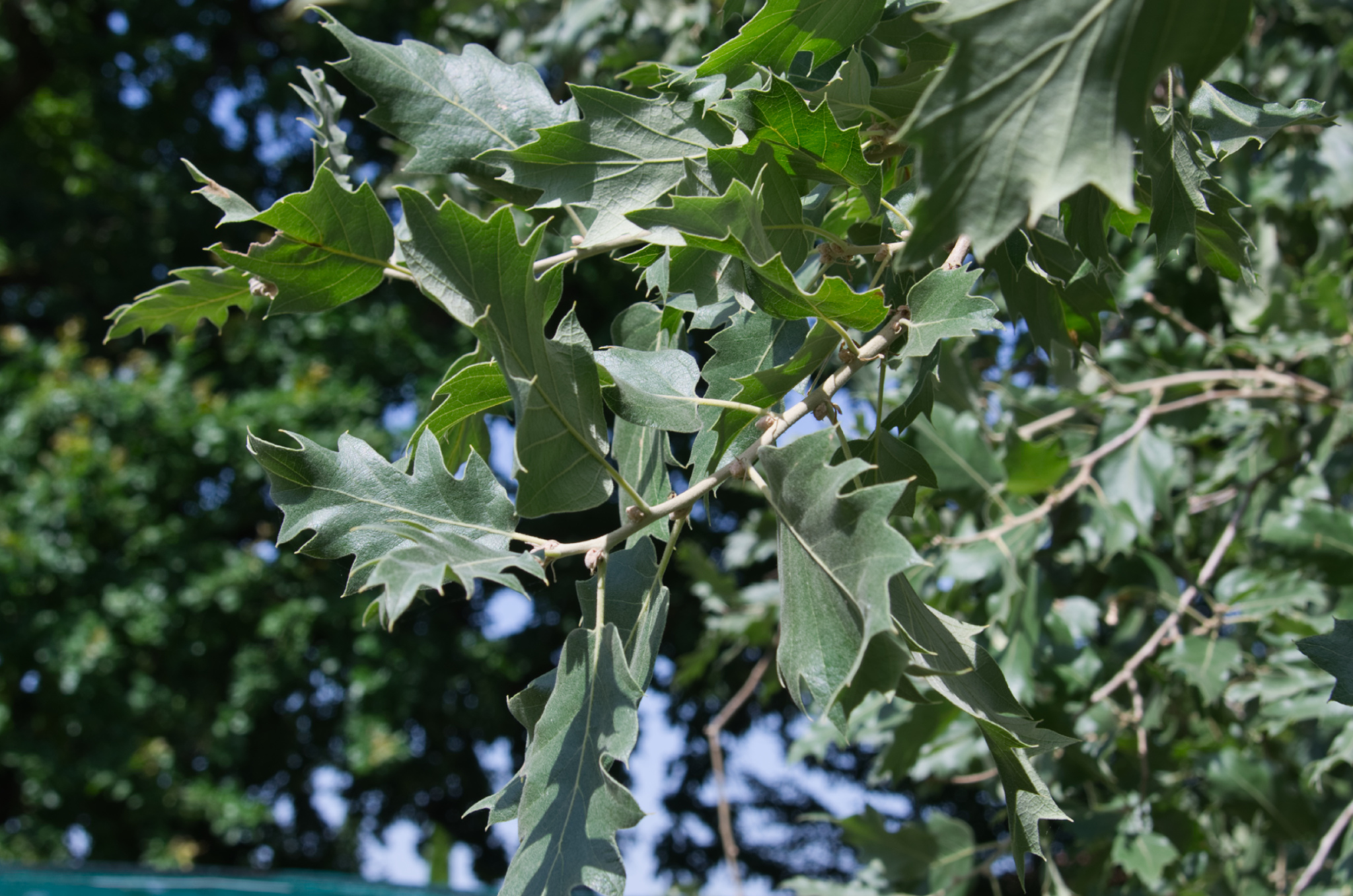 Quercus ithaburiensis ssp. macrolepis - Vallonea-Eiche