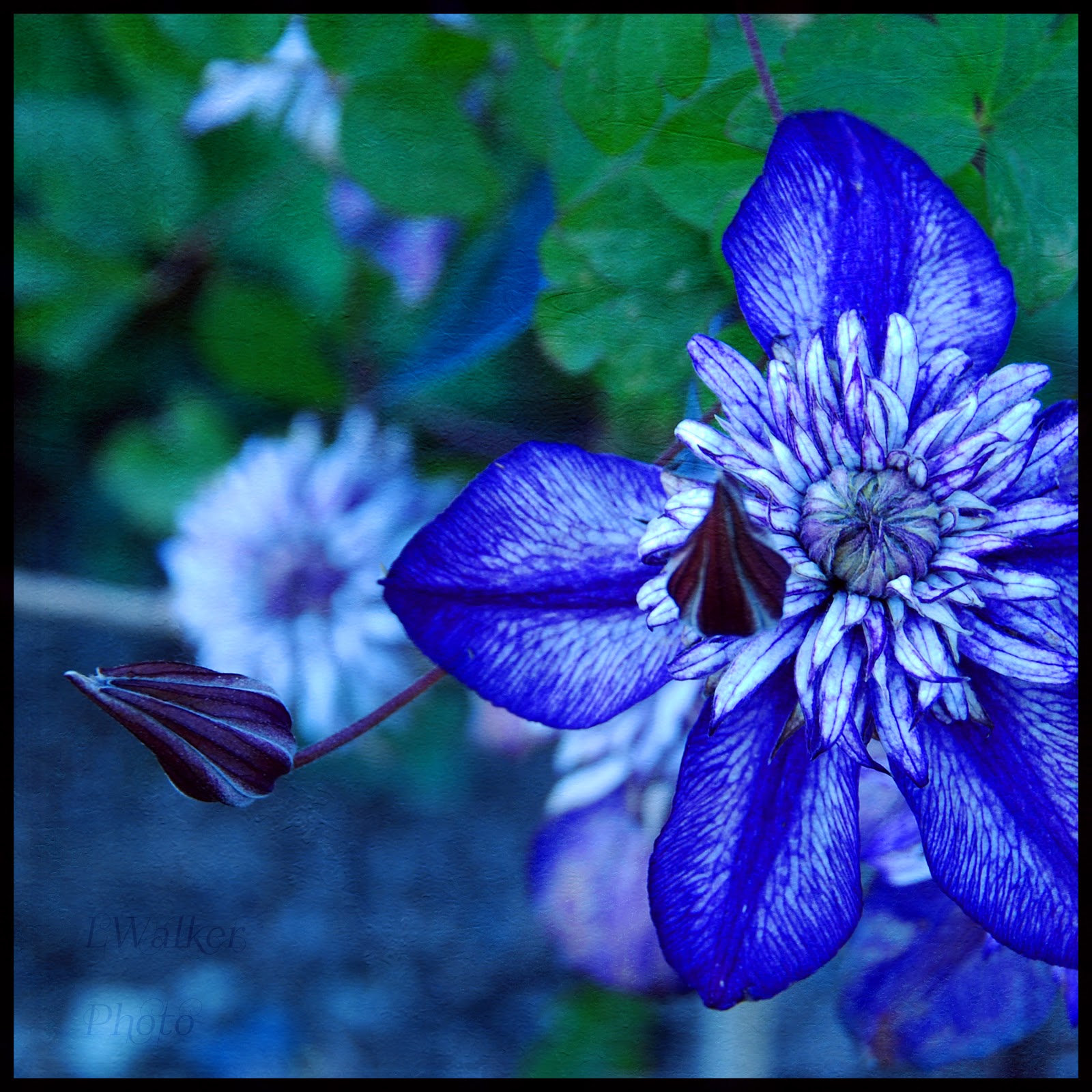 Dew Drops: Blue Clematis