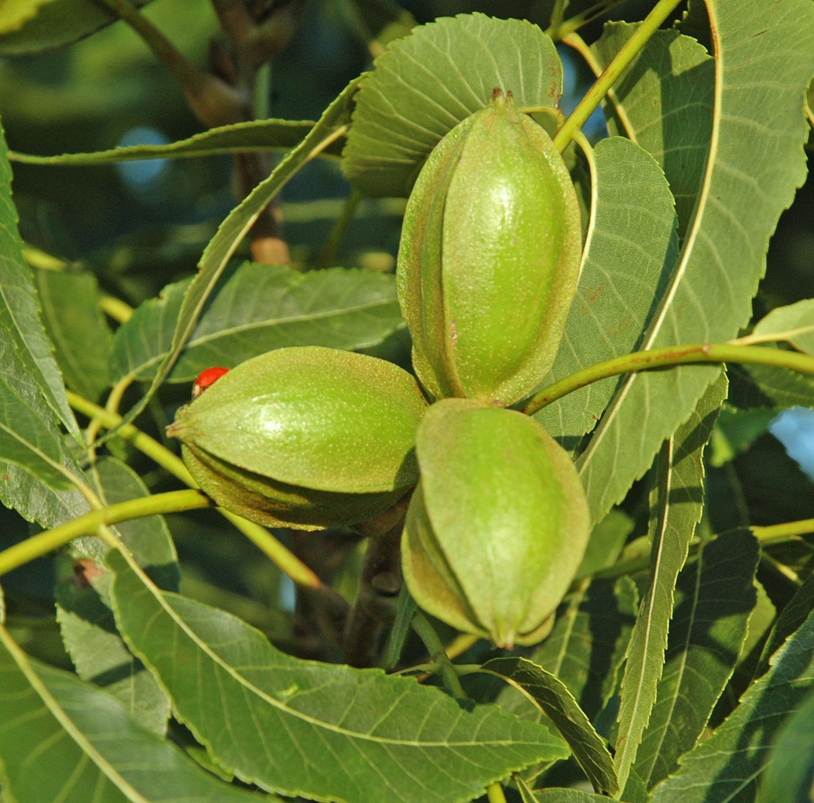 Northern Pecans: Good nut crop in pecan breeding plot