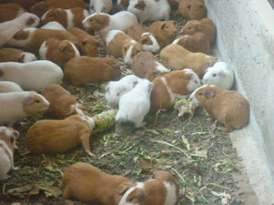 Tipos y razas de cuyes | crianza de cuyes conejos y mascotas