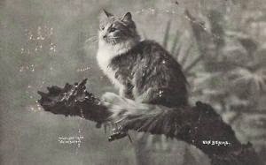 Writers in London in the 1890s: 1890s Cats