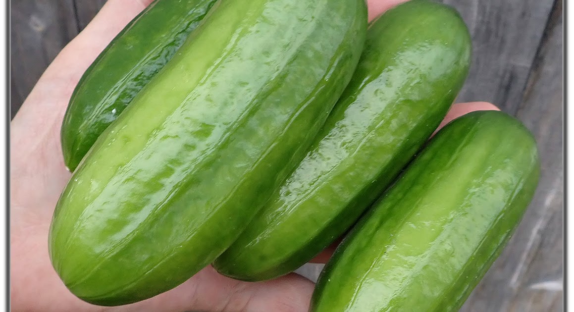 Forsnäs Hemman: Gurk-galore