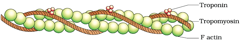 Locomotion and Movement | Plus 1 | Exam Capsule Notes (Web and PDF)