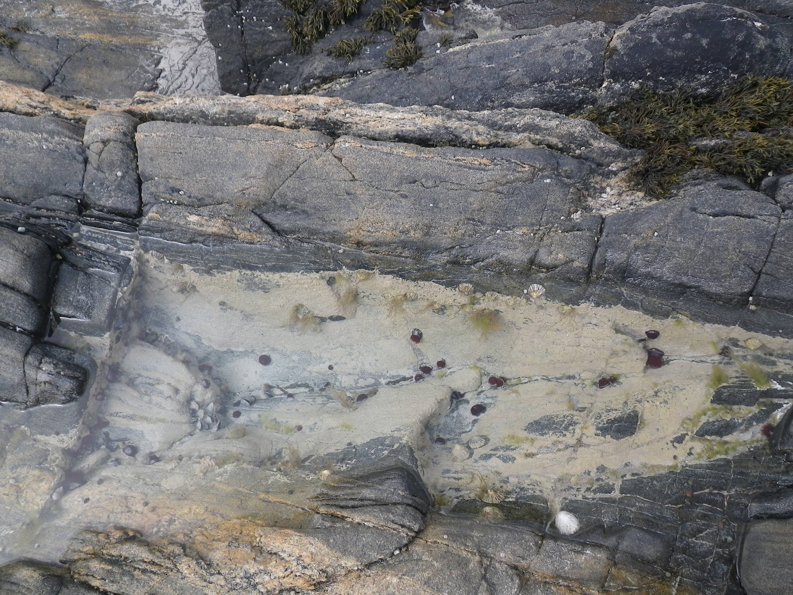Rock Pooling: Rocky shore of Tiree- The Hebrides
