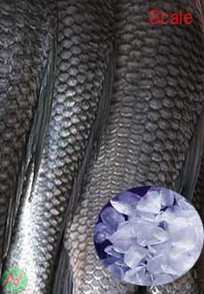 Fish Names & Pictures | Fish Vocabulary | Necessary Vocabulary ...