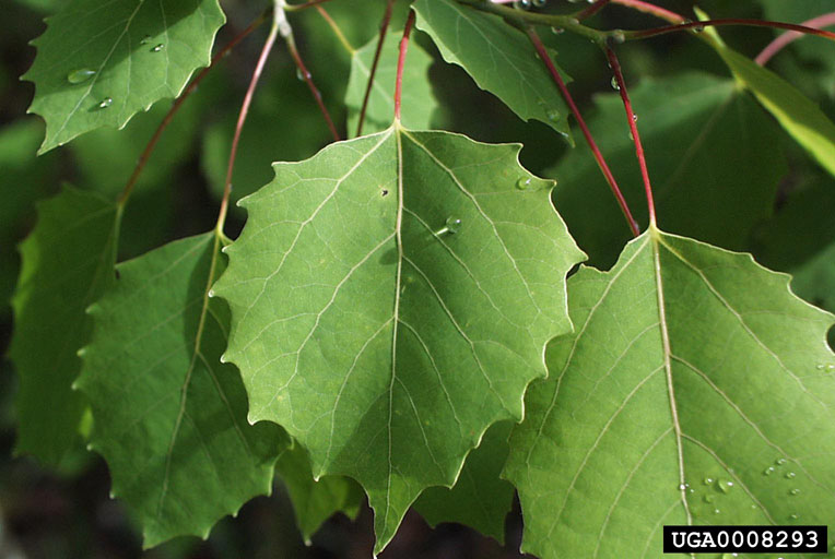 Compañeros de viaje: Álamo temblón grande (Populus grandidentata)