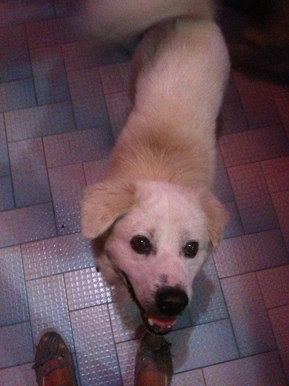 Lynicious: My dog dou dou