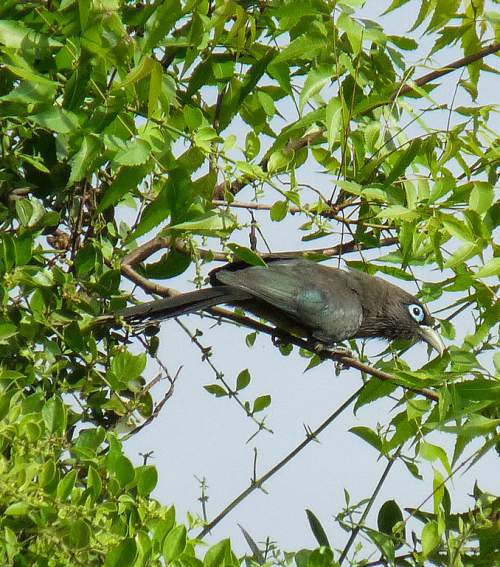 Blue-faced malkoha images | Birds of India | Bird World