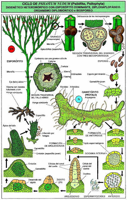 Embryophytas: Psilophyta